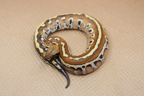 Pollen 💯 Het T- Albino Blood Python by Juggernaut Reptiles