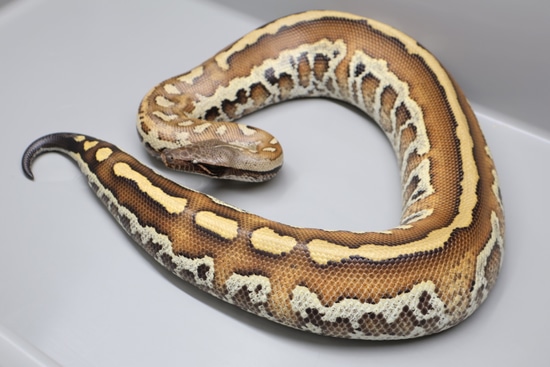 Matrix 💯 Het T- Albino! Blood Python by Juggernaut Reptiles