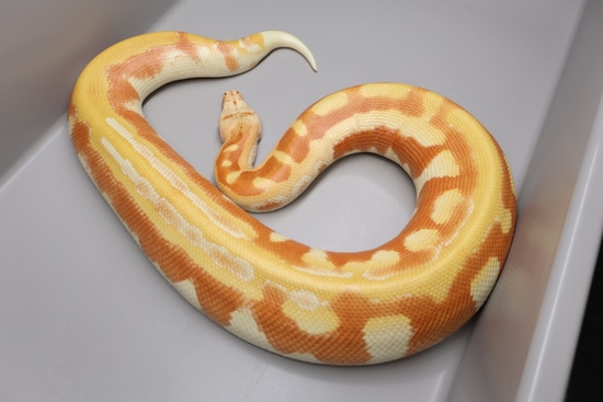T- Albino CBE Stripe! Blood Python by Juggernaut Reptiles