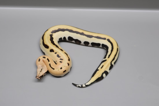 Goldeneye Pos Pollen 💯 Het T- Albino! Blood Python by Juggernaut Reptiles