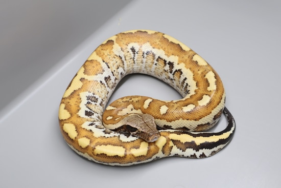 Matrix 💯 Het T- Albino! Blood Python by Juggernaut Reptiles