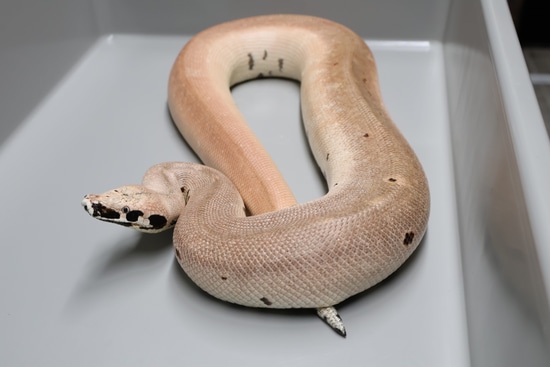Breeder Magpie 💯 Het T+ Albino! Blood Python by Juggernaut Reptiles