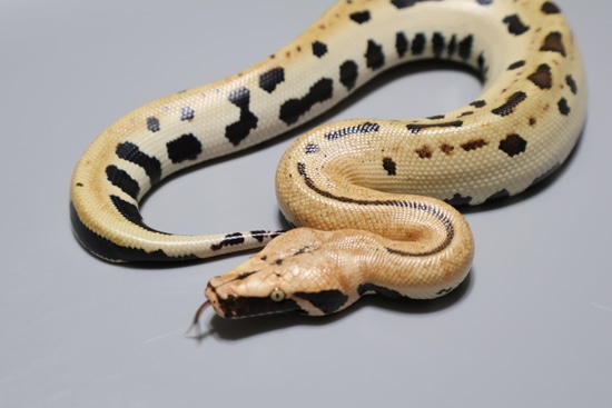 007 💯 Het T+ Albino! Blood Python by Juggernaut Reptiles