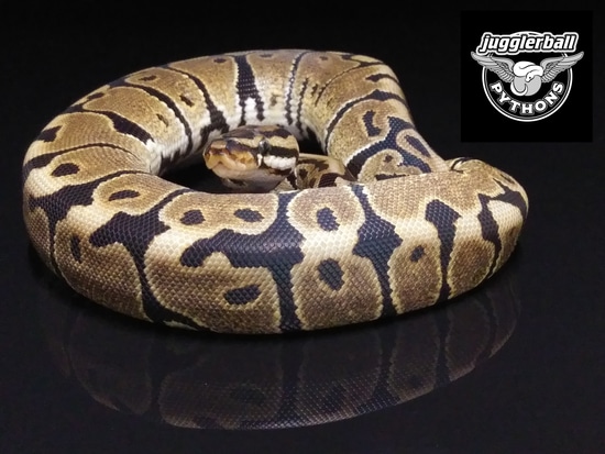 KRG Spotnose Het Pied Ball Python by jugglerball PYTHONS