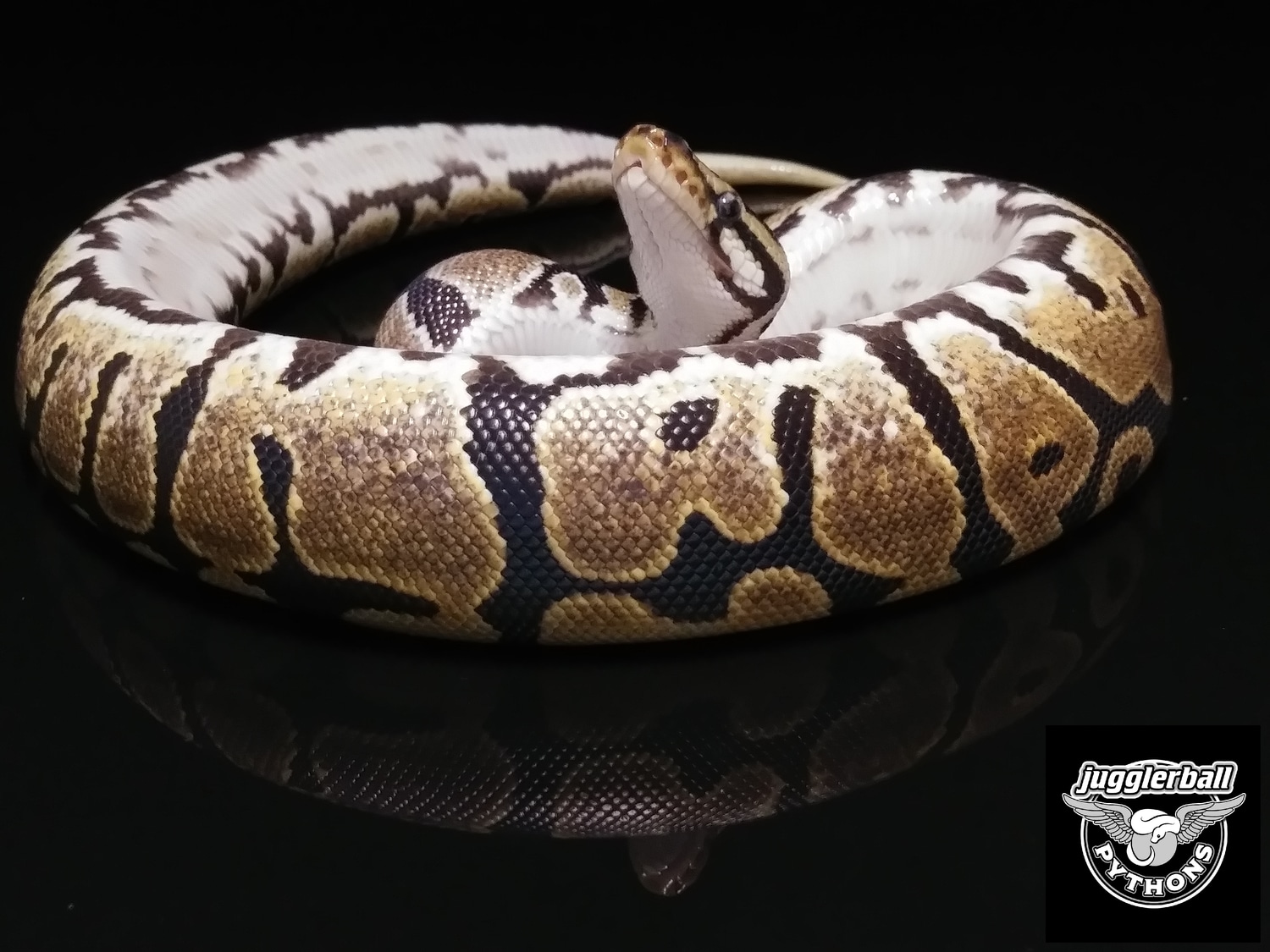 KRG Spotnose Het Pied Ball Python by jugglerball PYTHONS - MorphMarket
