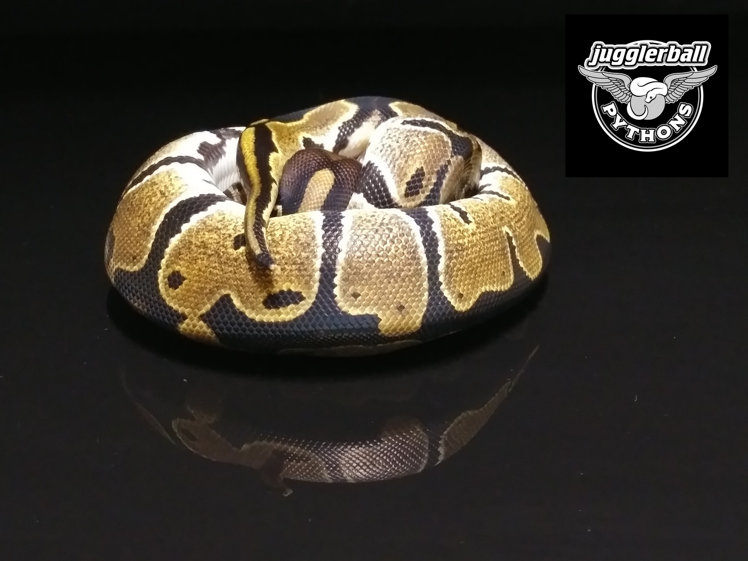 KRG Jungle Woma Het Pied Ball Python by jugglerball PYTHONS - MorphMarket