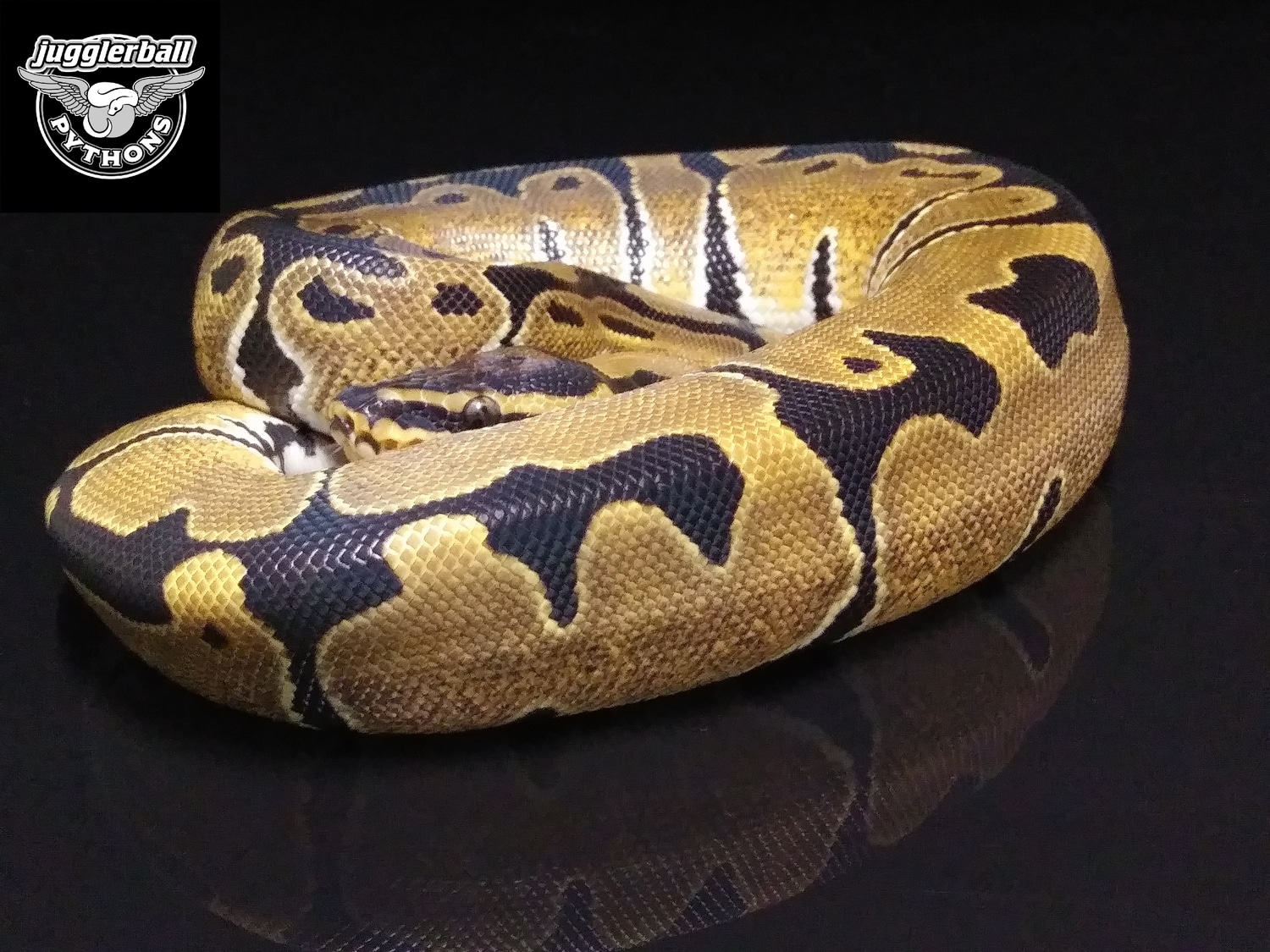 KRG Jungle Woma Het Pied Ball Python by jugglerball PYTHONS - MorphMarket