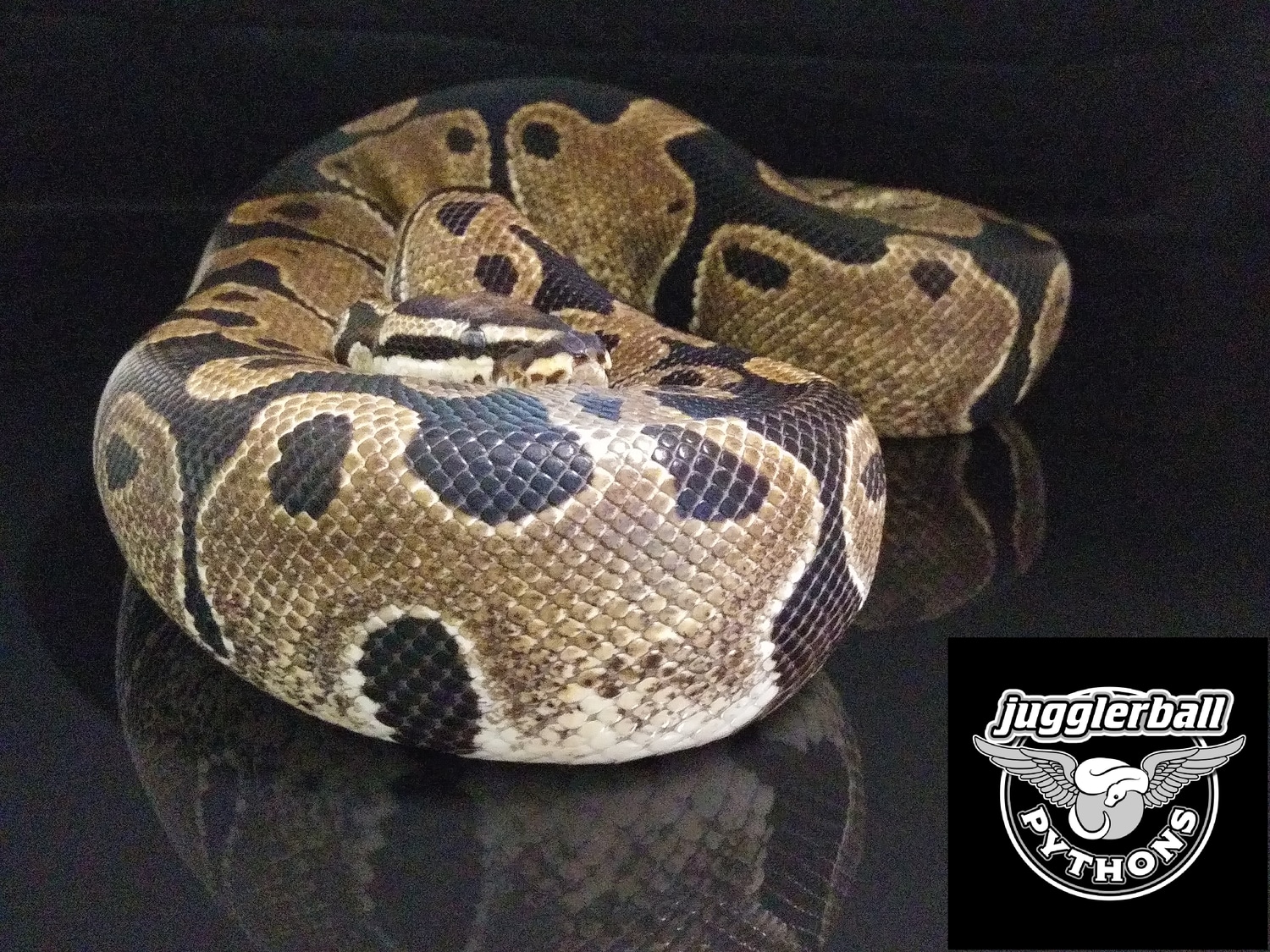 Jungle Woma Genetic Blackback Ball Python by jugglerball PYTHONS ...