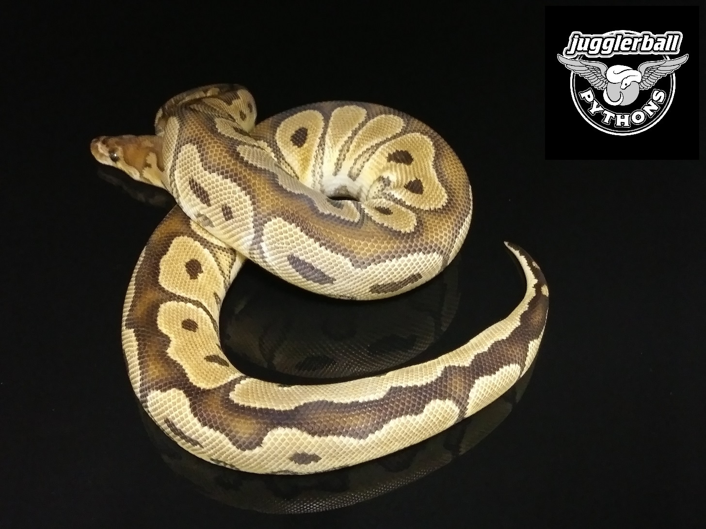 Russo Clown Ball Python by jugglerball PYTHONS - MorphMarket