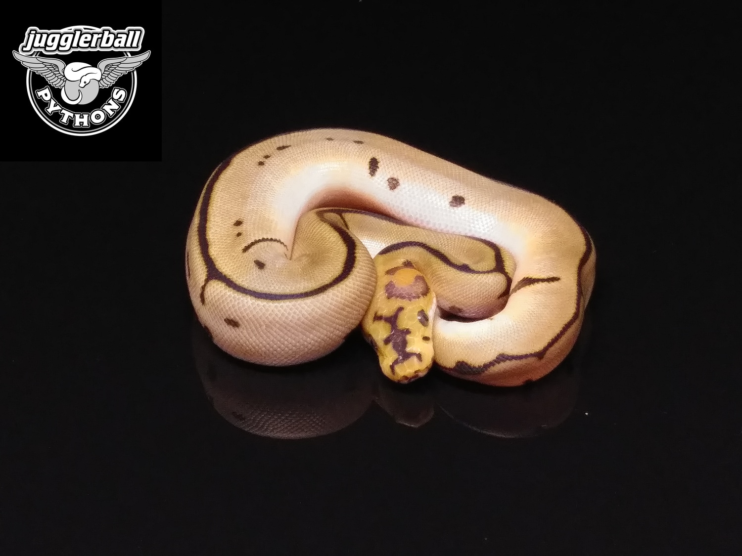 Leopard YB Spider Clown 50% Het Piebald Ball Python by jugglerball ...