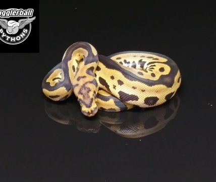 Leopard YB Spider Clown 50% Het Piebald Ball Python by jugglerball ...