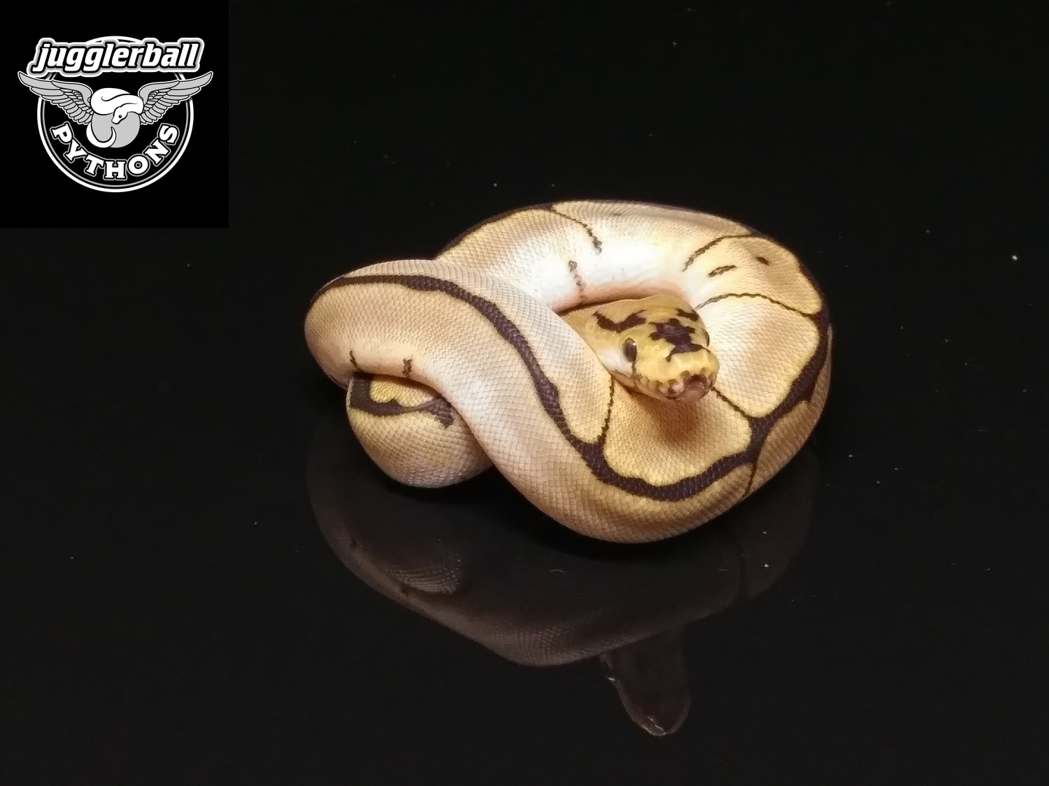 Spider Clown 50% Het Piebald Ball Python by jugglerball PYTHONS ...