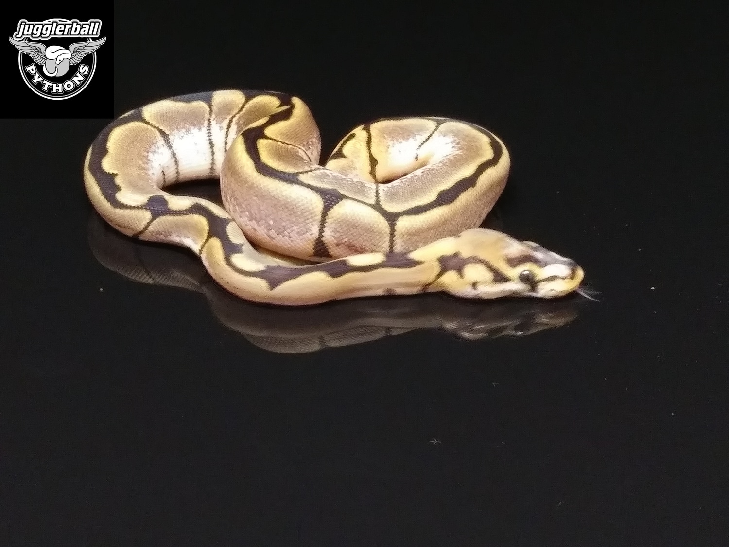 Scaleless Head Spider 100% Het Clown 50% Het Piebald Ball Python by ...