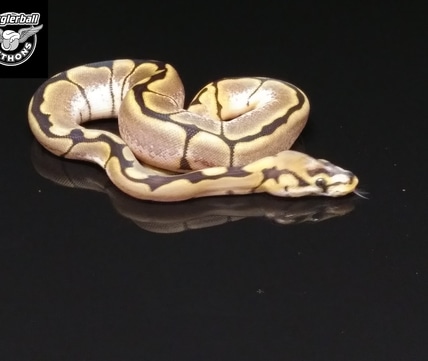 Leopard YB Spider Clown 50% Het Piebald Ball Python by jugglerball ...