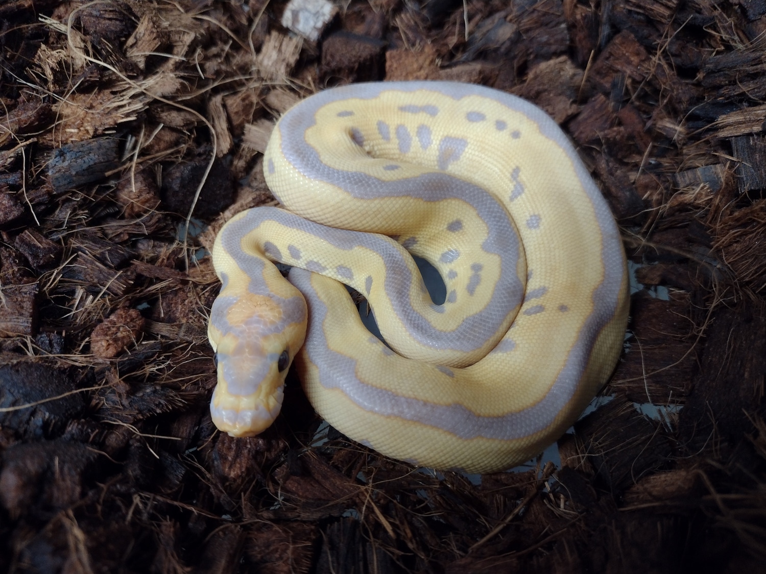 Leopard Banana Clown Poss YB 50% Het Pied Ball Python by jugglerball ...