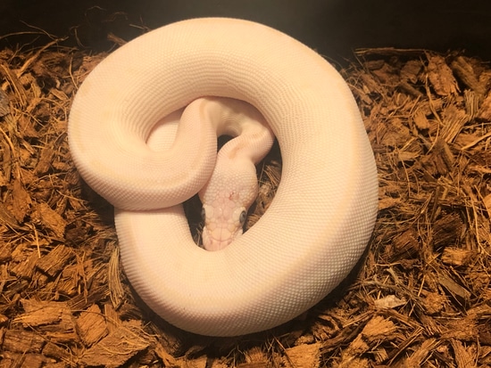 Karma Ball Python by Mayhem Morphs