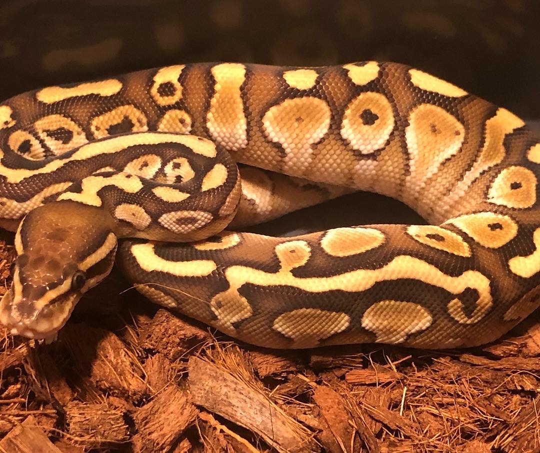 Lesser Ball Python by Mayhem Morphs - MorphMarket
