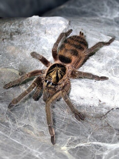 Neoholothele Incei (Gold Form) Tarantula by Juice's Arthropods