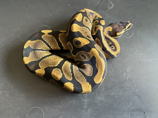 100% Double Het Hypo Pied Ball Python by Kentucky Balls