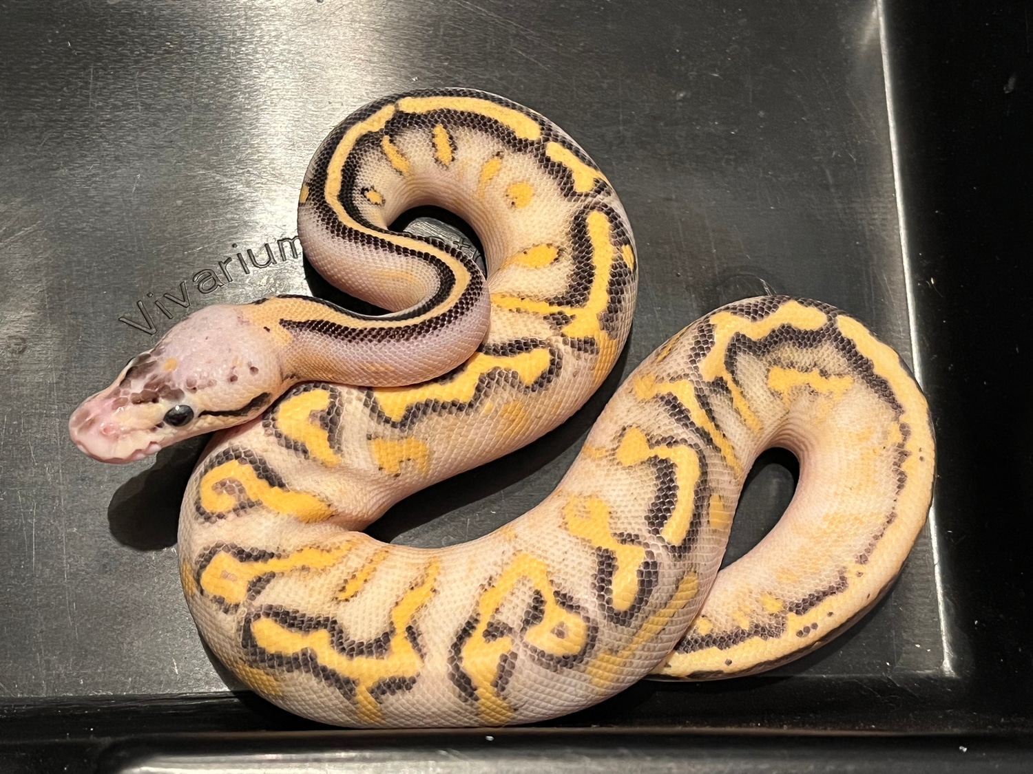 Super Pastel Super Gravel Female Ball Python by Kentucky Balls ...