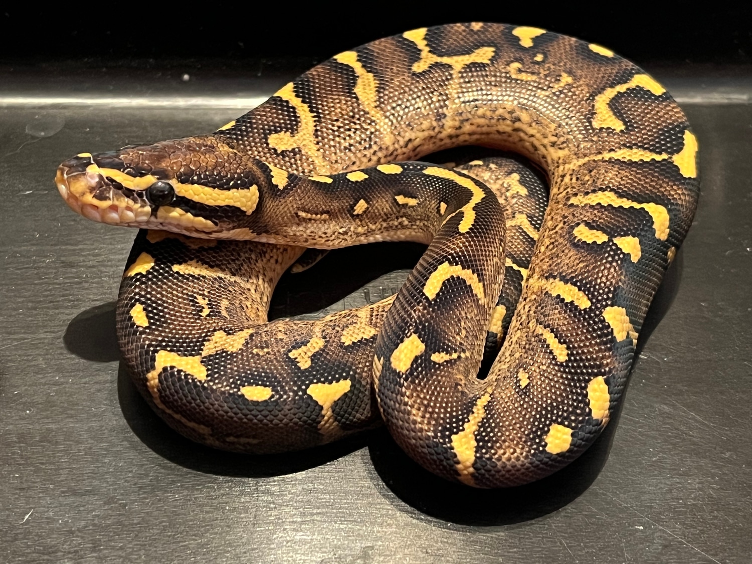 Super Gravel Female Ball Python by Kentucky Balls - MorphMarket