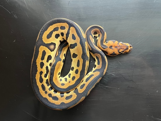 Leopard Clown Ball Python by Kentucky Balls