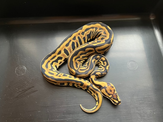 Spotnose Leopard Het Clown Ball Python by Kentucky Balls
