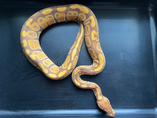 Ultramel Ball Python by Kentucky Balls
