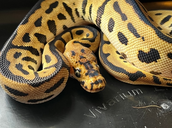 Spotnose Leopard Clown Ball Python by Kentucky Balls