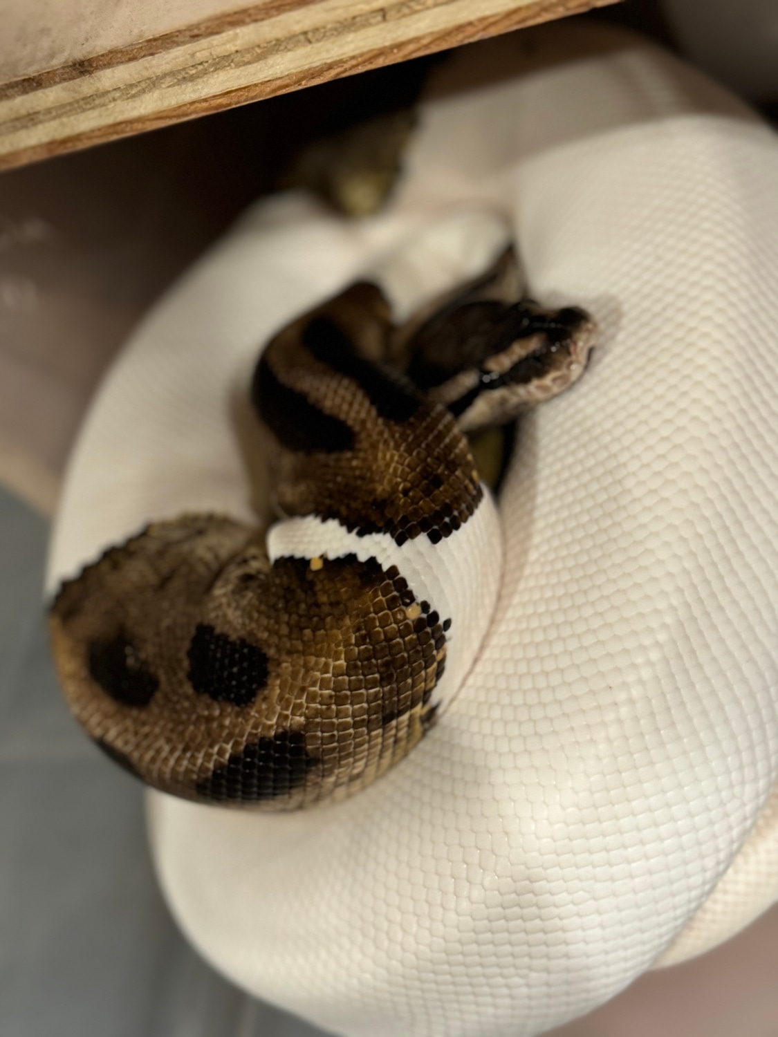 What's My Morph Again's Collection - MorphMarket