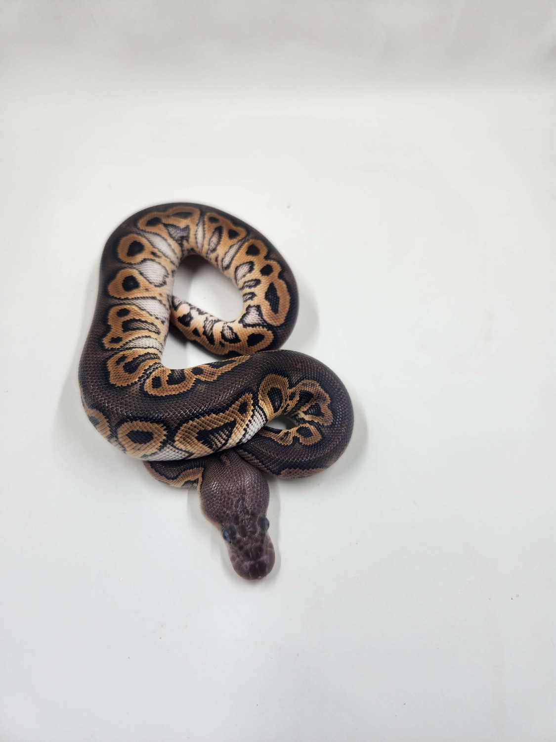 Cinnamon Clown Ball Python by JuJu Royals - MorphMarket