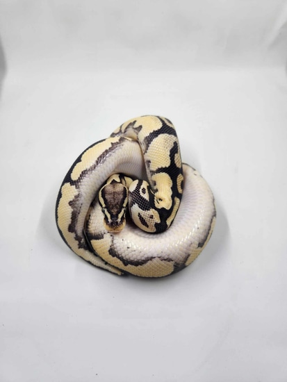 Pastel Fire/Vanilla Het Vpi Axanthic Ball Python by JuJu Royals