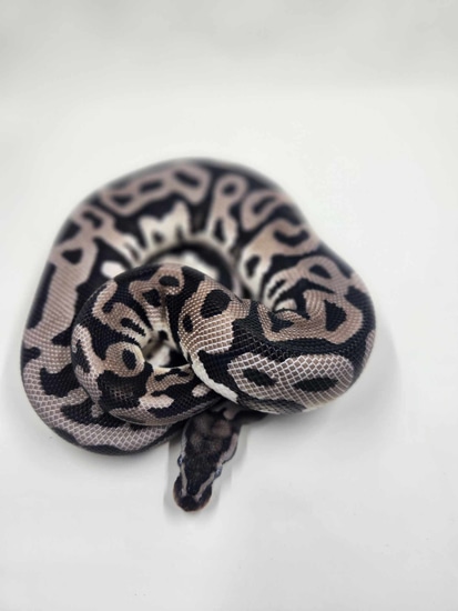 Fire/vanilla Leopard Vpi Axanthic 50% Het Pied Ball Python by JuJu Royals