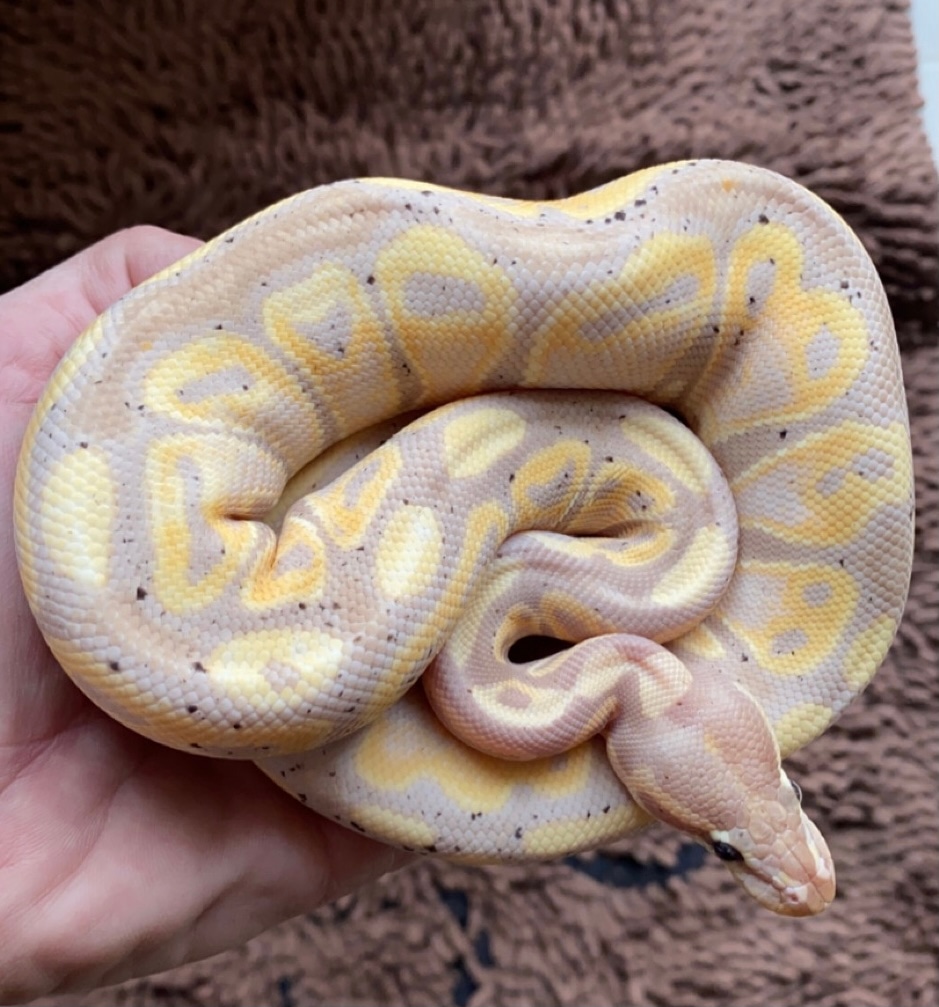 Banana Paradox 100% Het Pied Ball Python by BallzOutSnakeShack ...