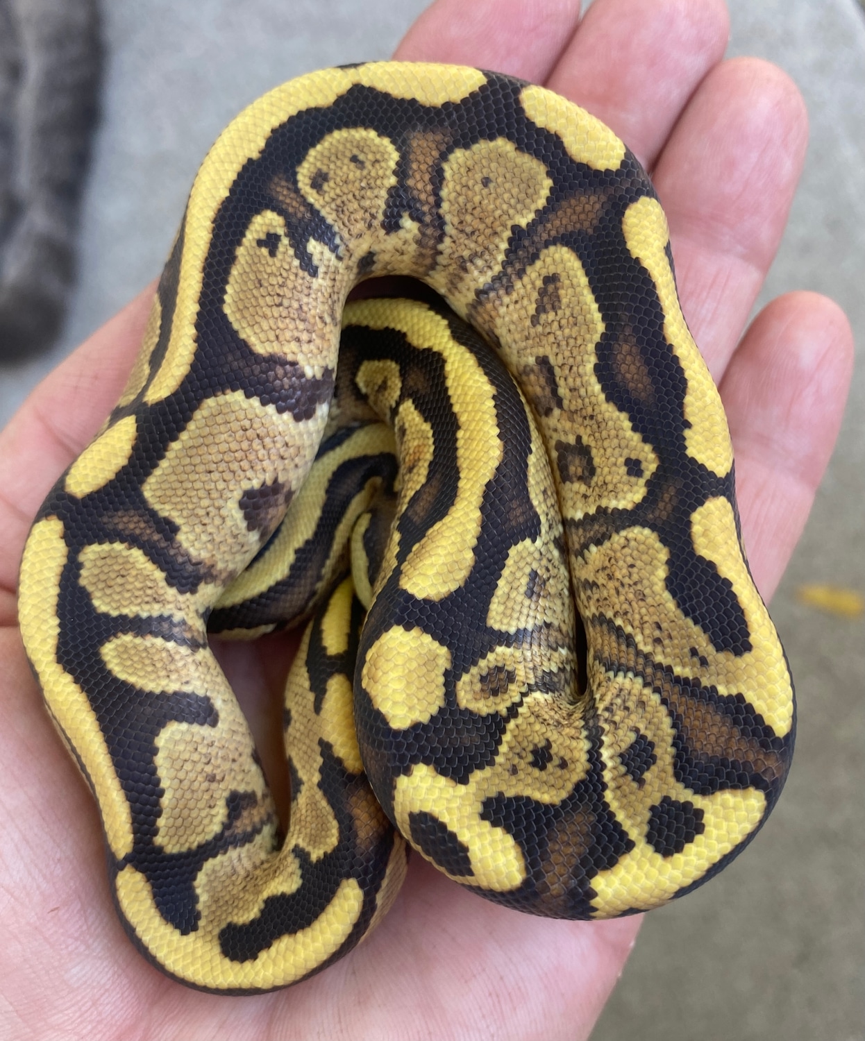 Fire Yb/specter Ball Python by BallzOutSnakeShack - MorphMarket