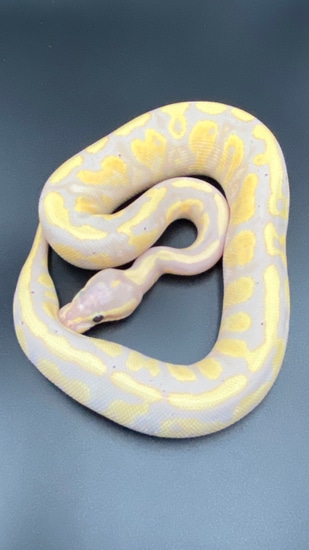 Banana Fire Yb/specter Ball Python by BallzOutSnakeShack