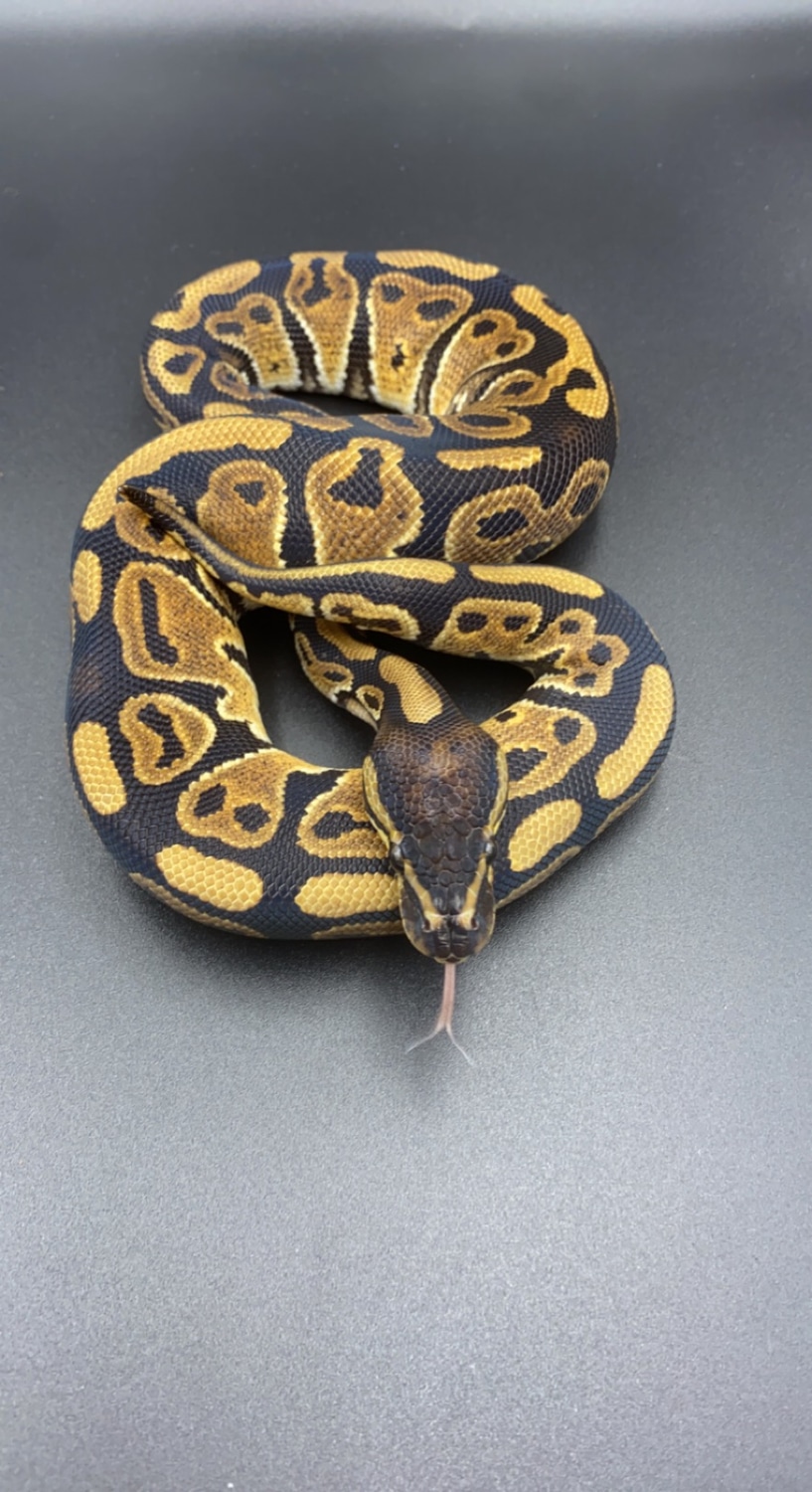 Yb/specter Ball Python by BallzOutSnakeShack - MorphMarket