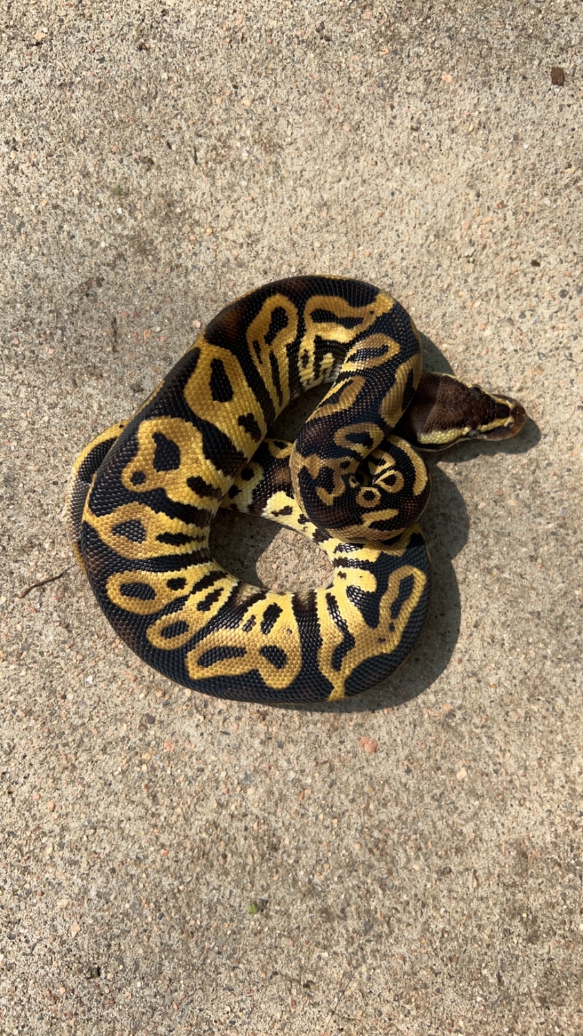 Pastel Leo 50% Dbl Het Dg/hypo Pos Het Clown Ball Python by ...