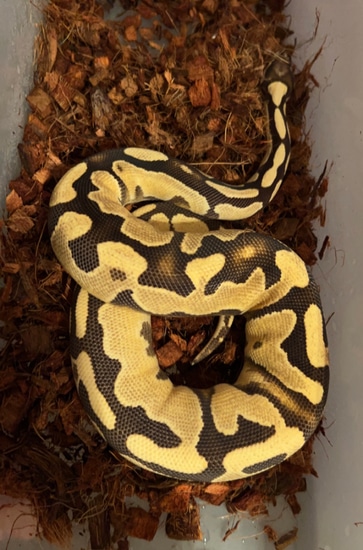 Orange Dream Fire Yb/specter Ball Python by BallzOutSnakeShack