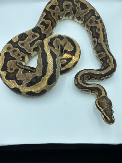Leopard YB/Spark 66% Het Pied Ball Python by BallzOutSnakeShack