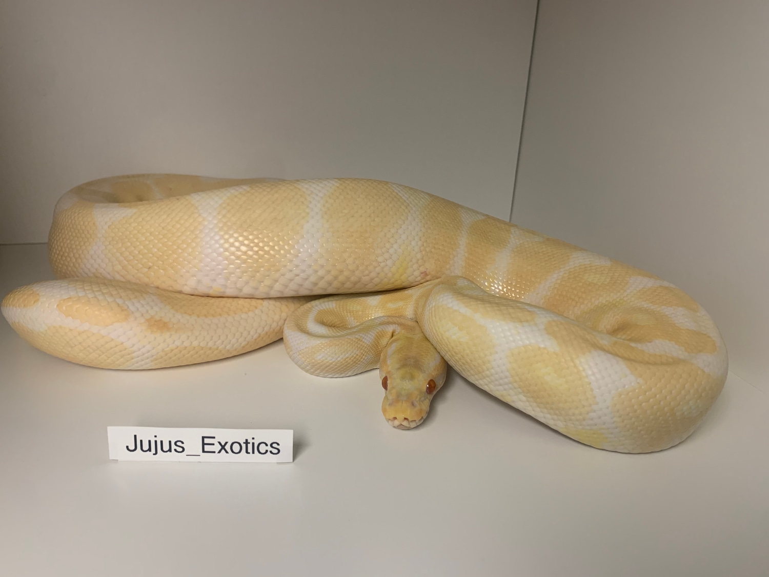 Albino Ball Python by Juju’s Exotics - MorphMarket
