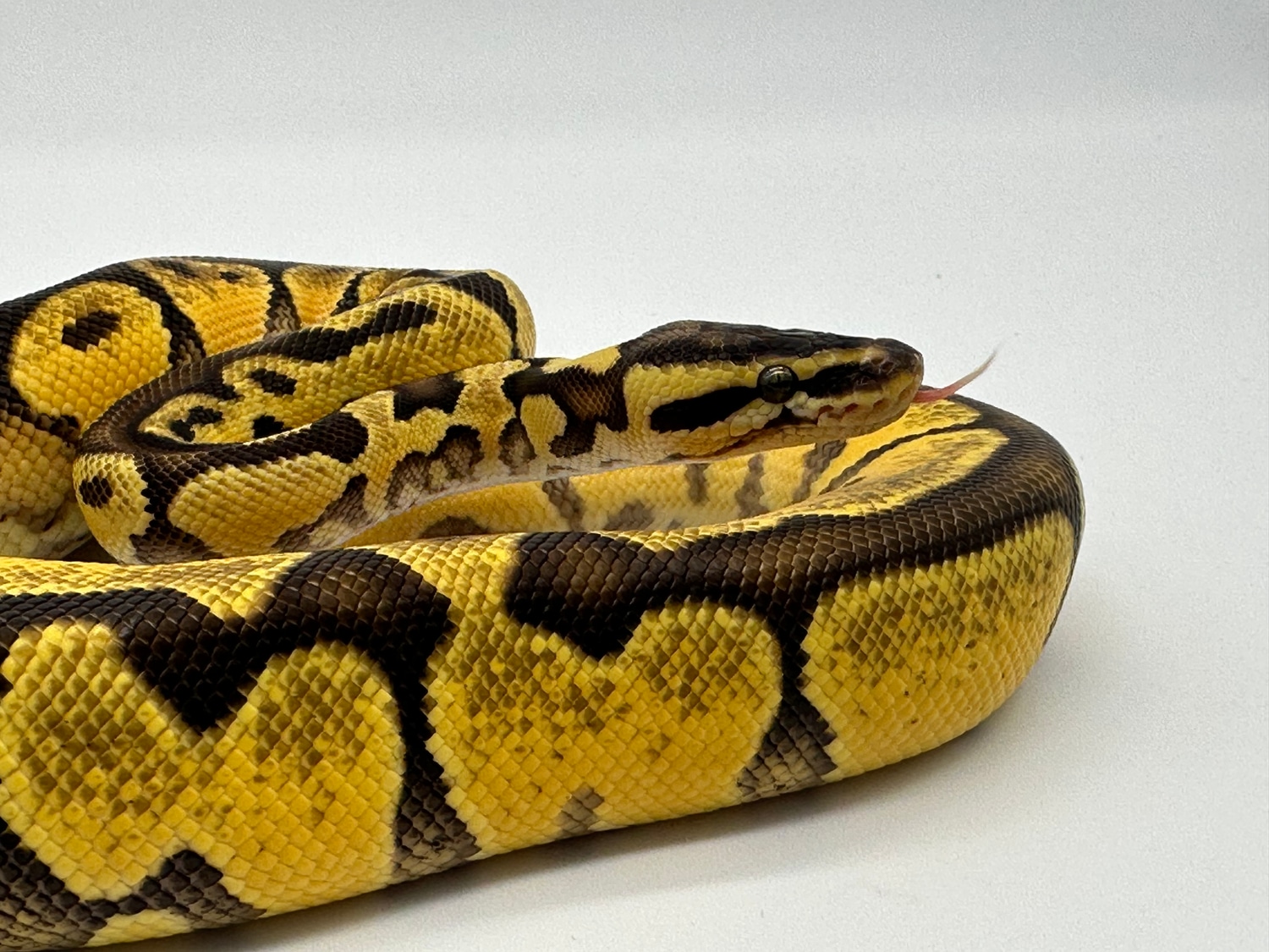 Pastel Enchi Surge Ball Python by Juju’s Exotics - MorphMarket