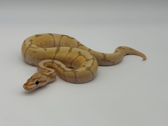 Enchi Coral Glow Spider Het. Piebald Ball Python by Juju’s Exotics