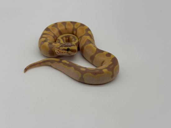 Enchi Coral Glow KRG Het. Piebald Ball Python by Juju’s Exotics