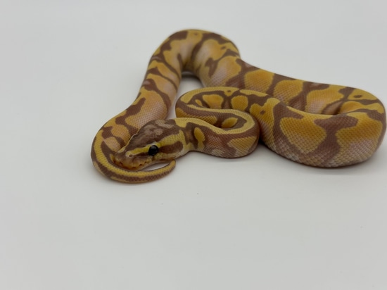 Pastel Coral Glow Jungle Woma Het. Piebald Ball Python by Juju’s Exotics