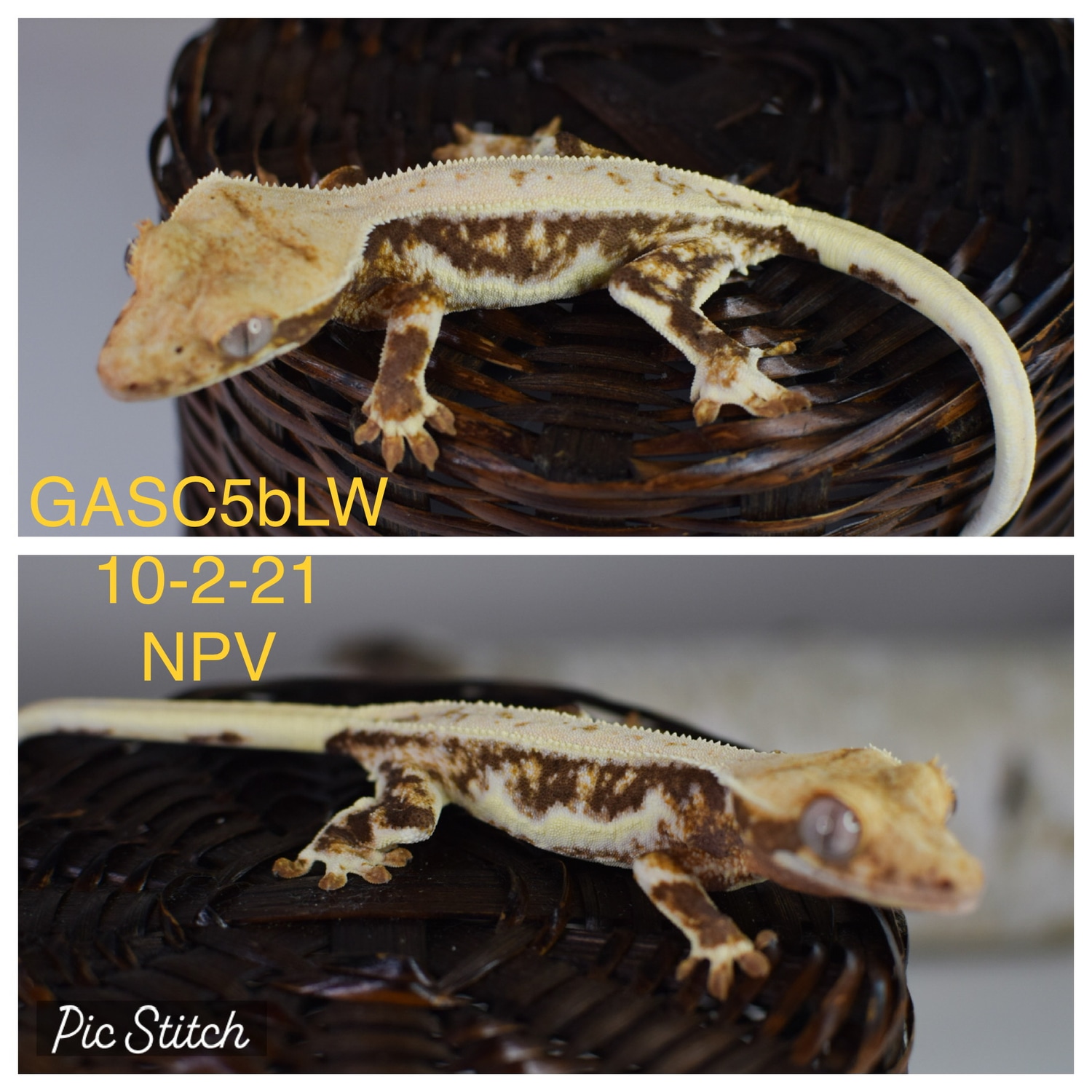 Tri Color Female Lily White!! POS High Expression! Crested Gecko by ...