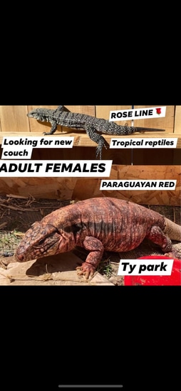 Adult Ready To Breed Females Other Tegus by Prestigious Reptiles