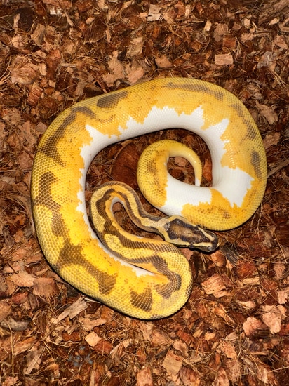 OD YB Enchi Pied (KINOVA) Ball Python by J. Diaz Reptiles