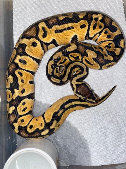 Orange Dream Pastel Weirdo Het Puzzle 50% Het Desert Ghost Ball Python ...