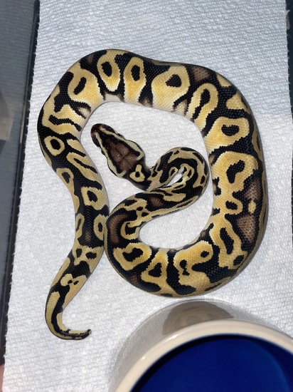 Orange Dream Weirdo Pastel 66% DH DG Puzzle Ball Python by J. Diaz Reptiles